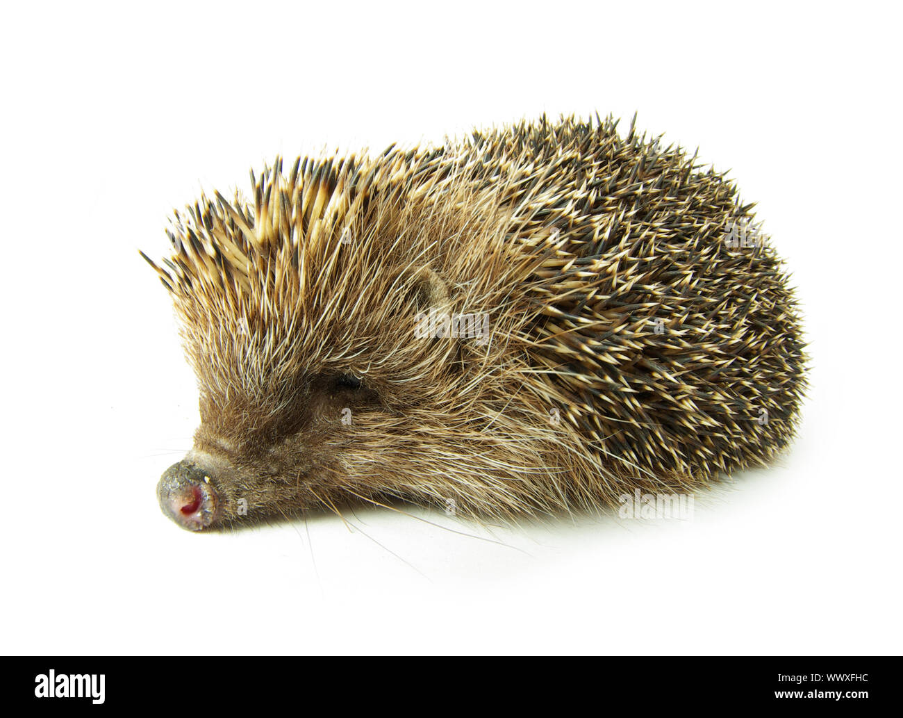 Hedgehog isolated on a white background Stock Photo - Alamy
