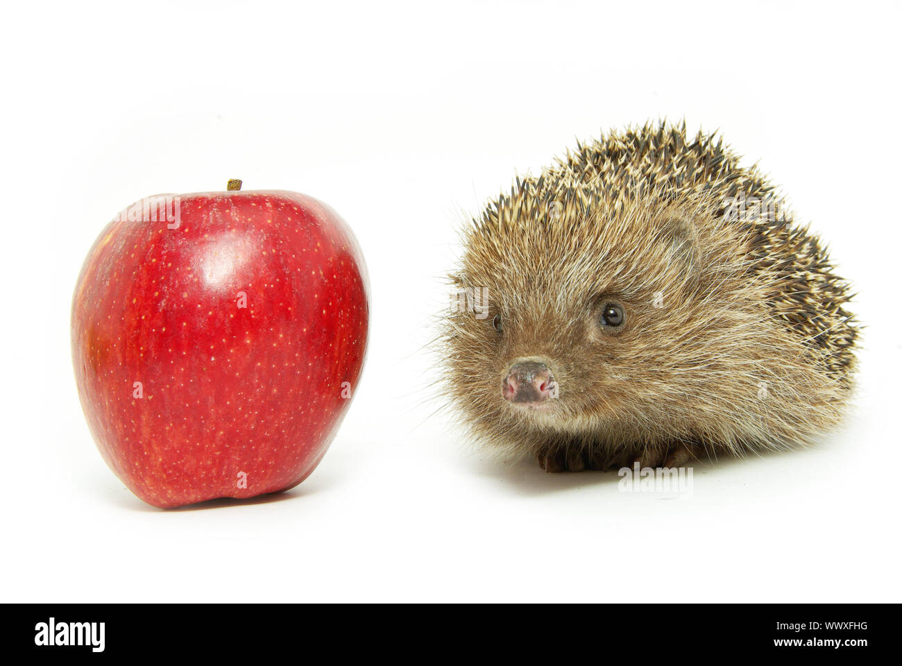 apple and hedgehog isolated on white Stock Photo - Alamy