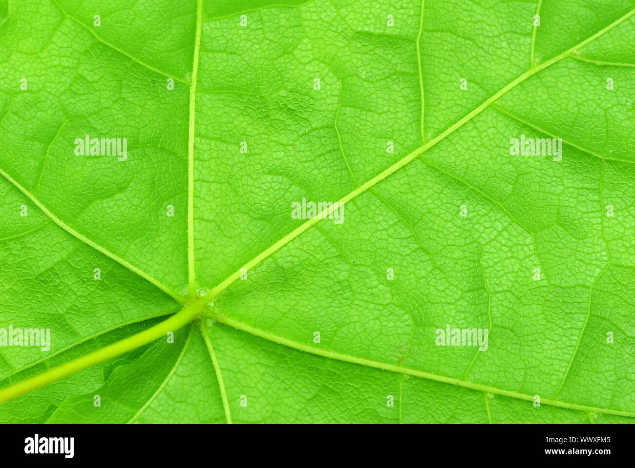 structure of leaf natural background Stock Photo - Alamy