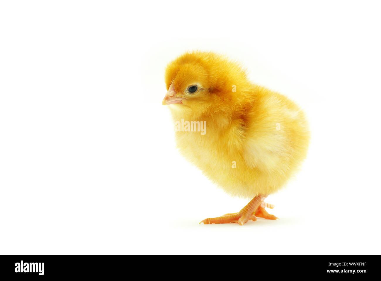Cute little baby chicken isolated on white background Stock Photo - Alamy