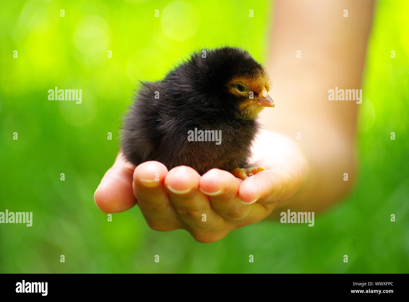 Hand hold caring for a small chicken Stock Photo - Alamy