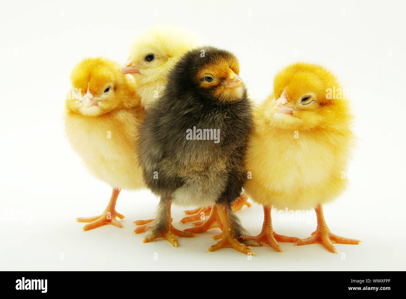 Cute little baby chicken isolated on white background Stock Photo - Alamy