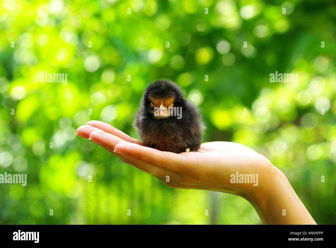 Hand hold caring for a small chicken Stock Photo - Alamy