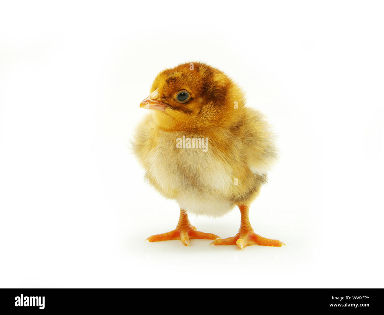 Cute little baby chicken isolated on white background Stock Photo - Alamy