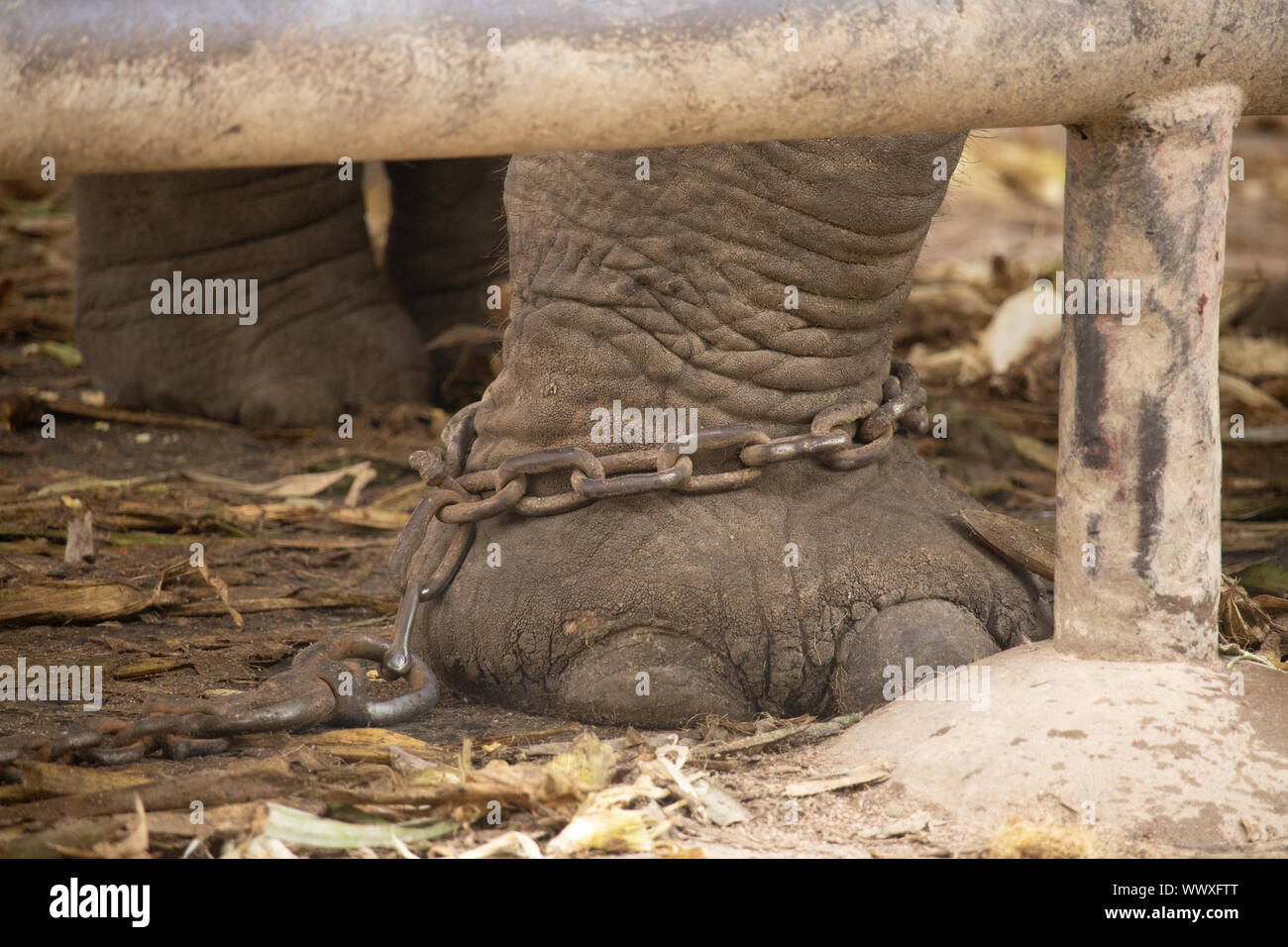 Elephant foot chained in captivity hi-res stock photography and images ...