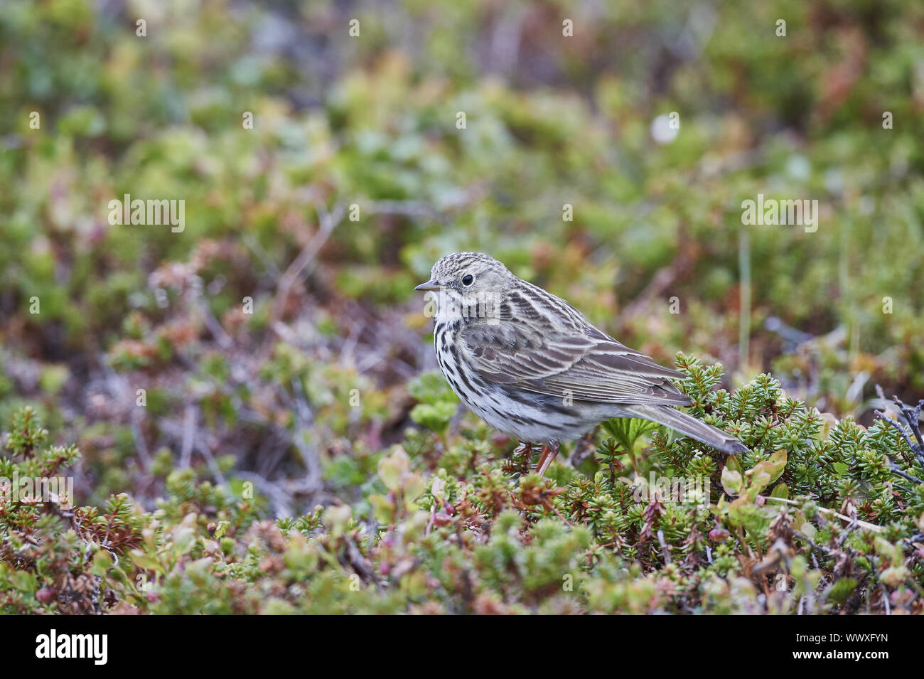 Pipits hi-res stock photography and images - Alamy
