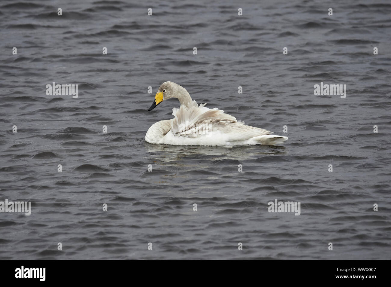 Animal animals tier tiere fly europaeische europea hi-res stock ...