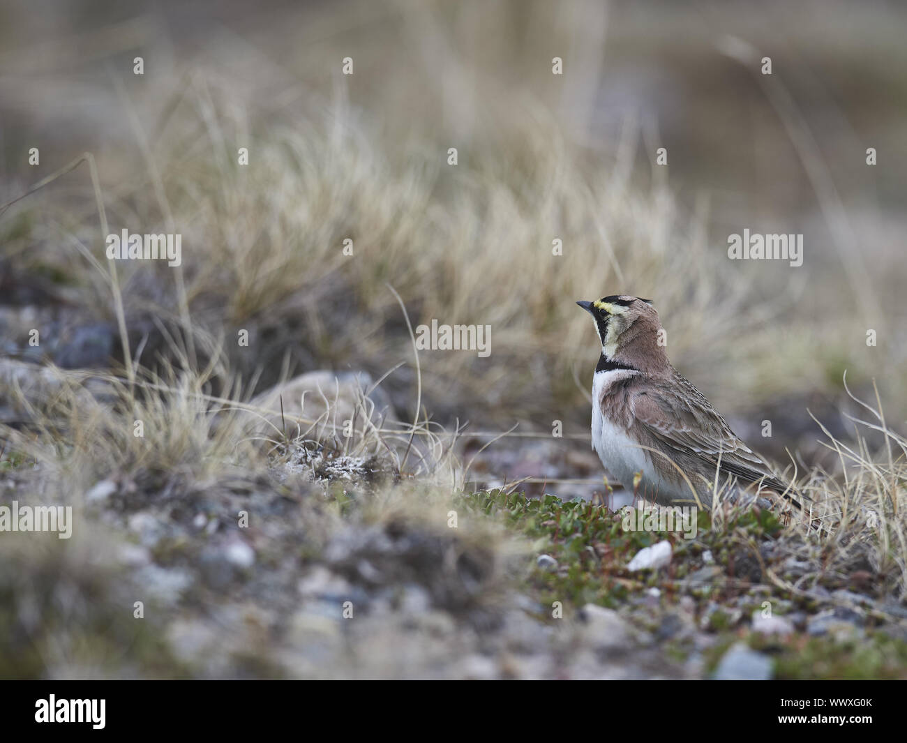 Photo of animal hi-res stock photography and images - Alamy