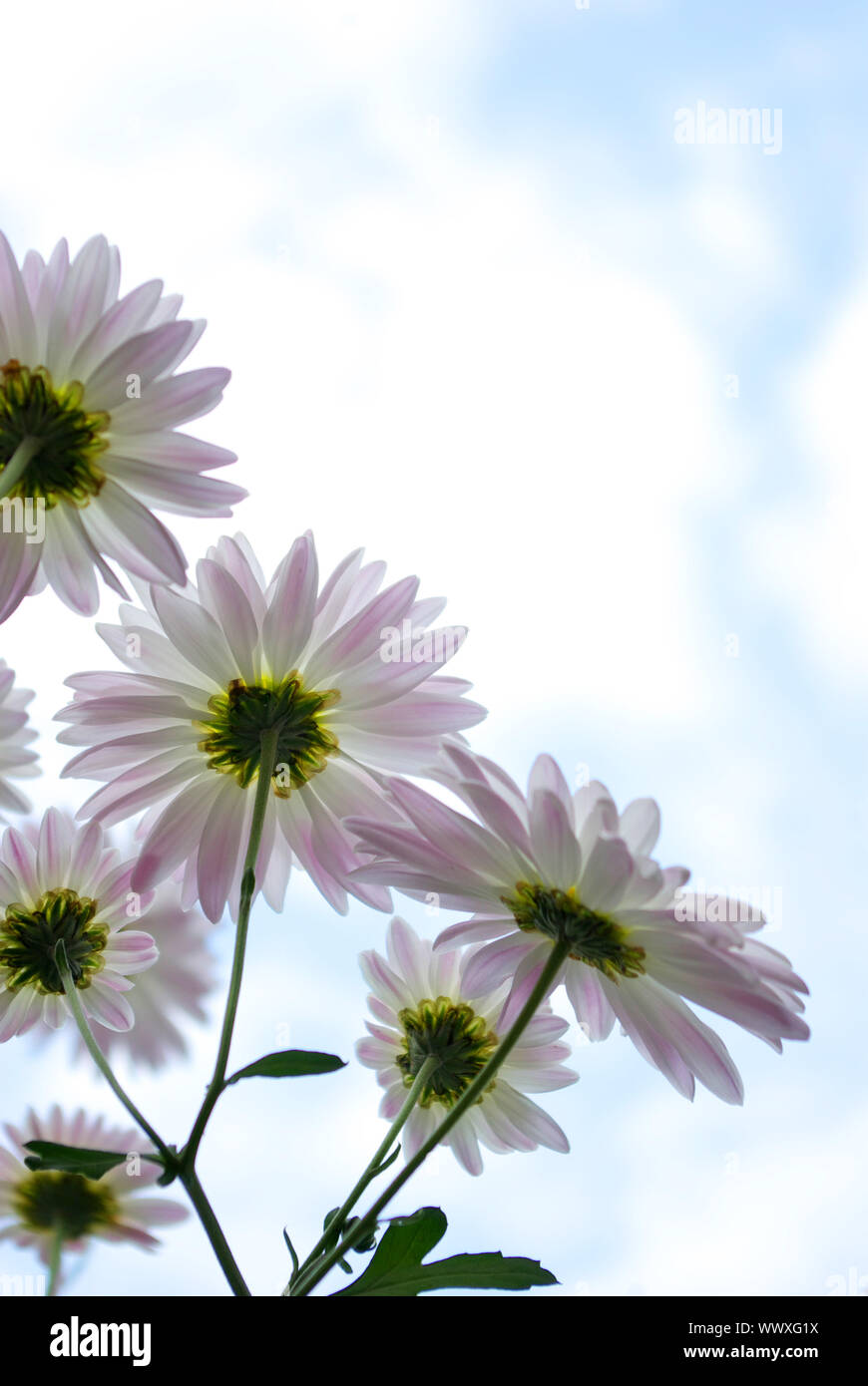 Flowers in spring with white background Stock Photo - Alamy