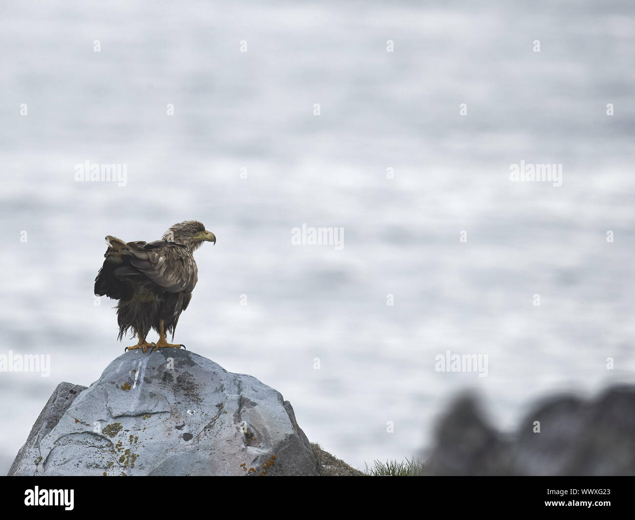 Animals eagles hi-res stock photography and images - Alamy