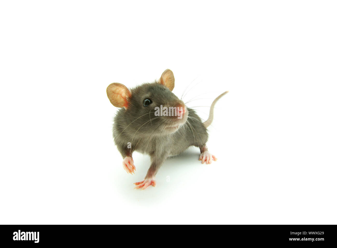 funny rat isolated on white background Stock Photo - Alamy