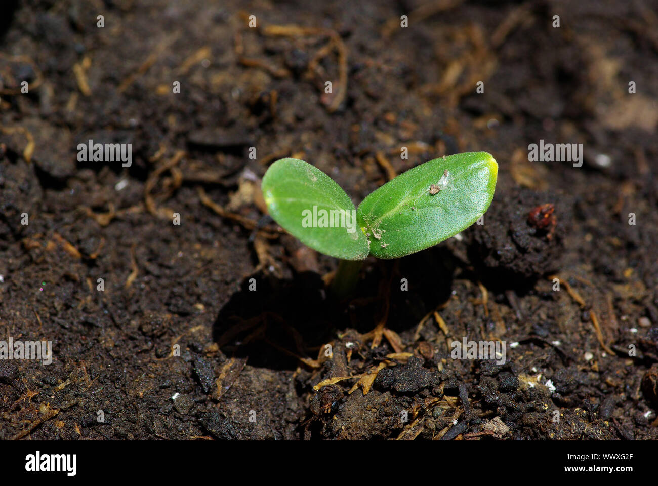 Little green plant on soil background Stock Photo - Alamy