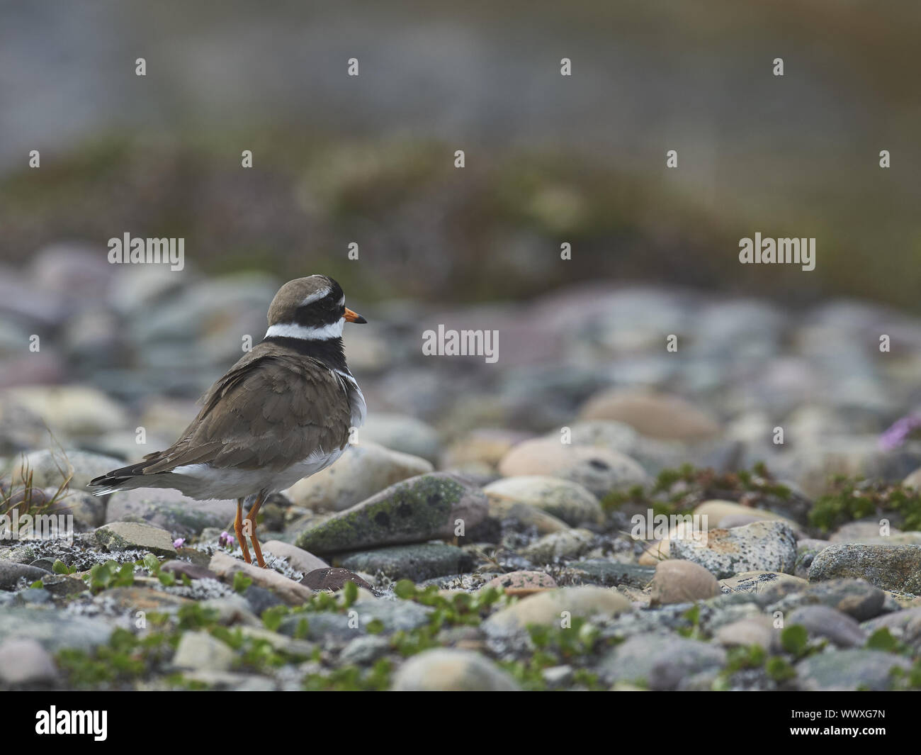 Common Ringed Plover Stock Photo - Alamy