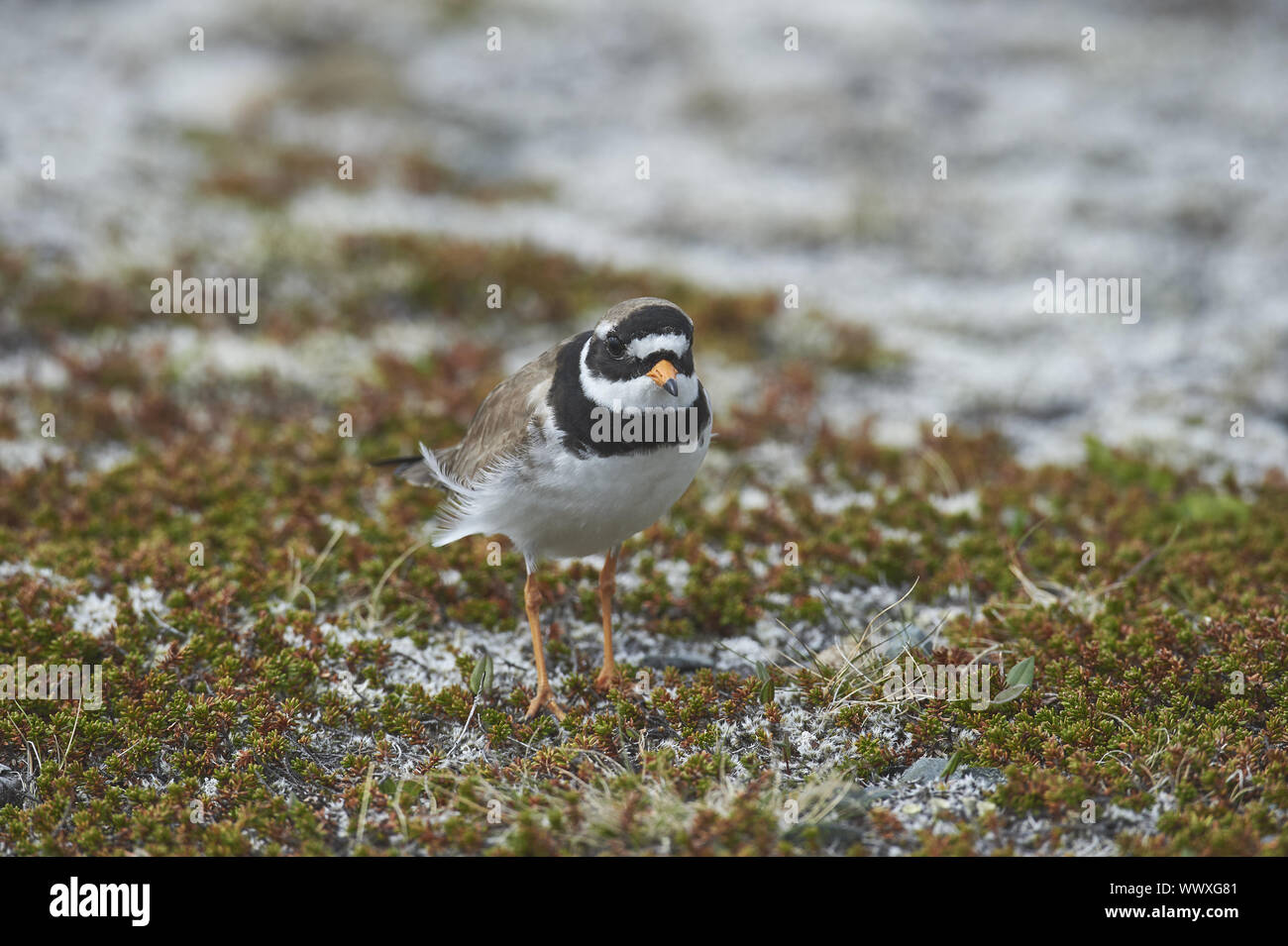 Common Ringed Plover Stock Photo - Alamy