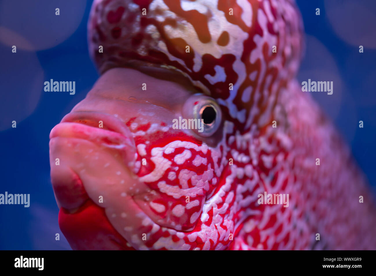 Flower horn fish hi-res stock photography and images - Alamy