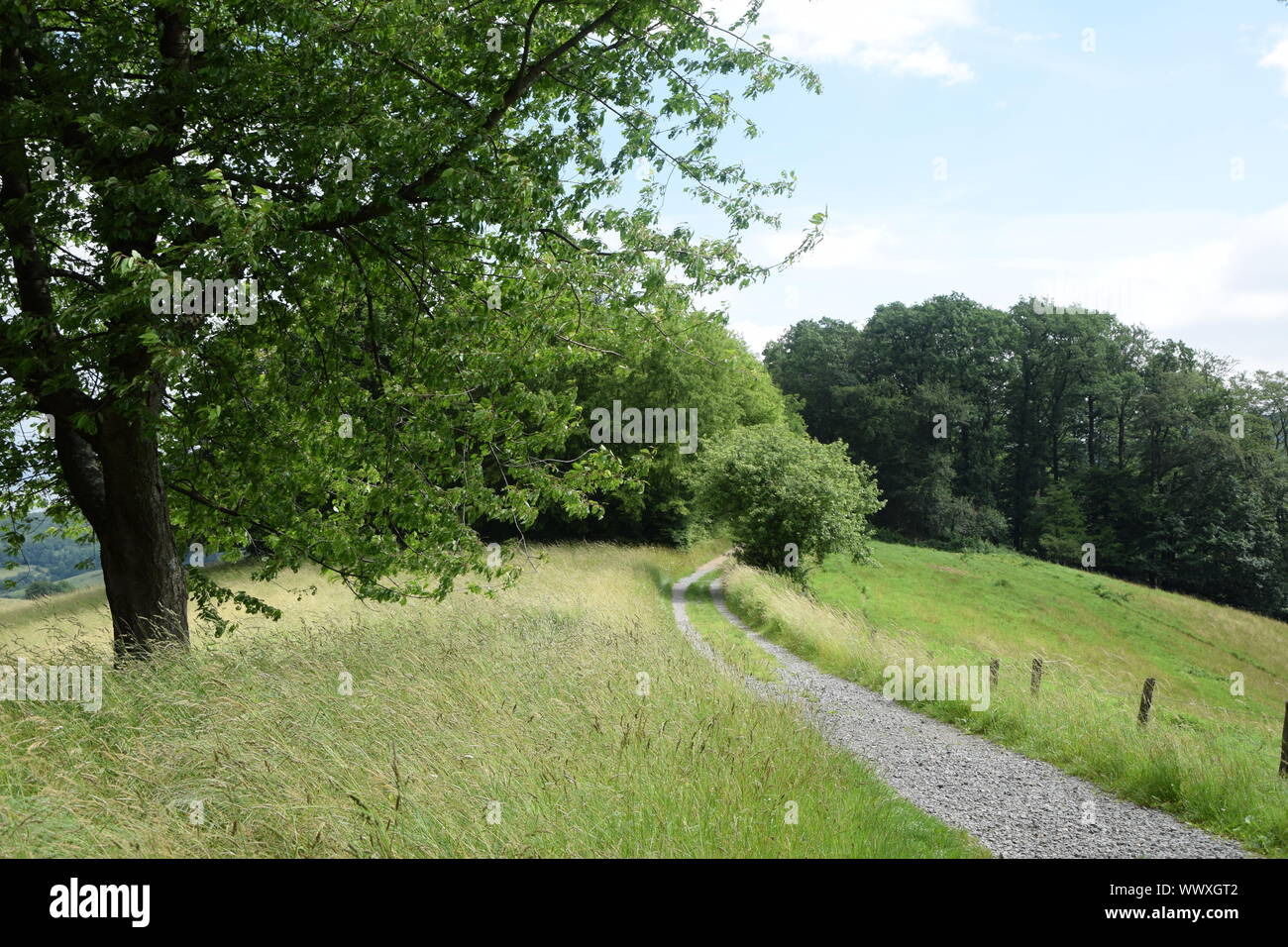Field path in the Odenwald forest Stock Photo - Alamy