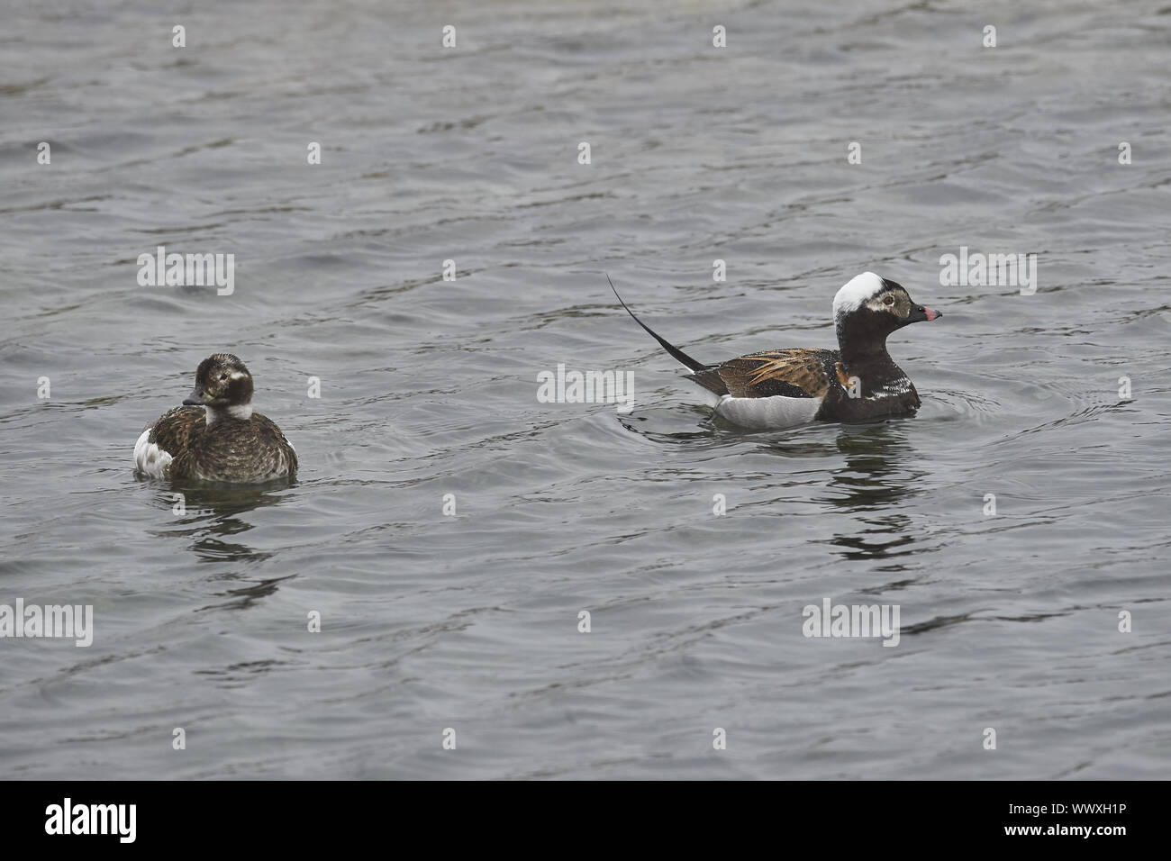 Eurasian Teal Ducks High Resolution Stock Photography and Images - Alamy