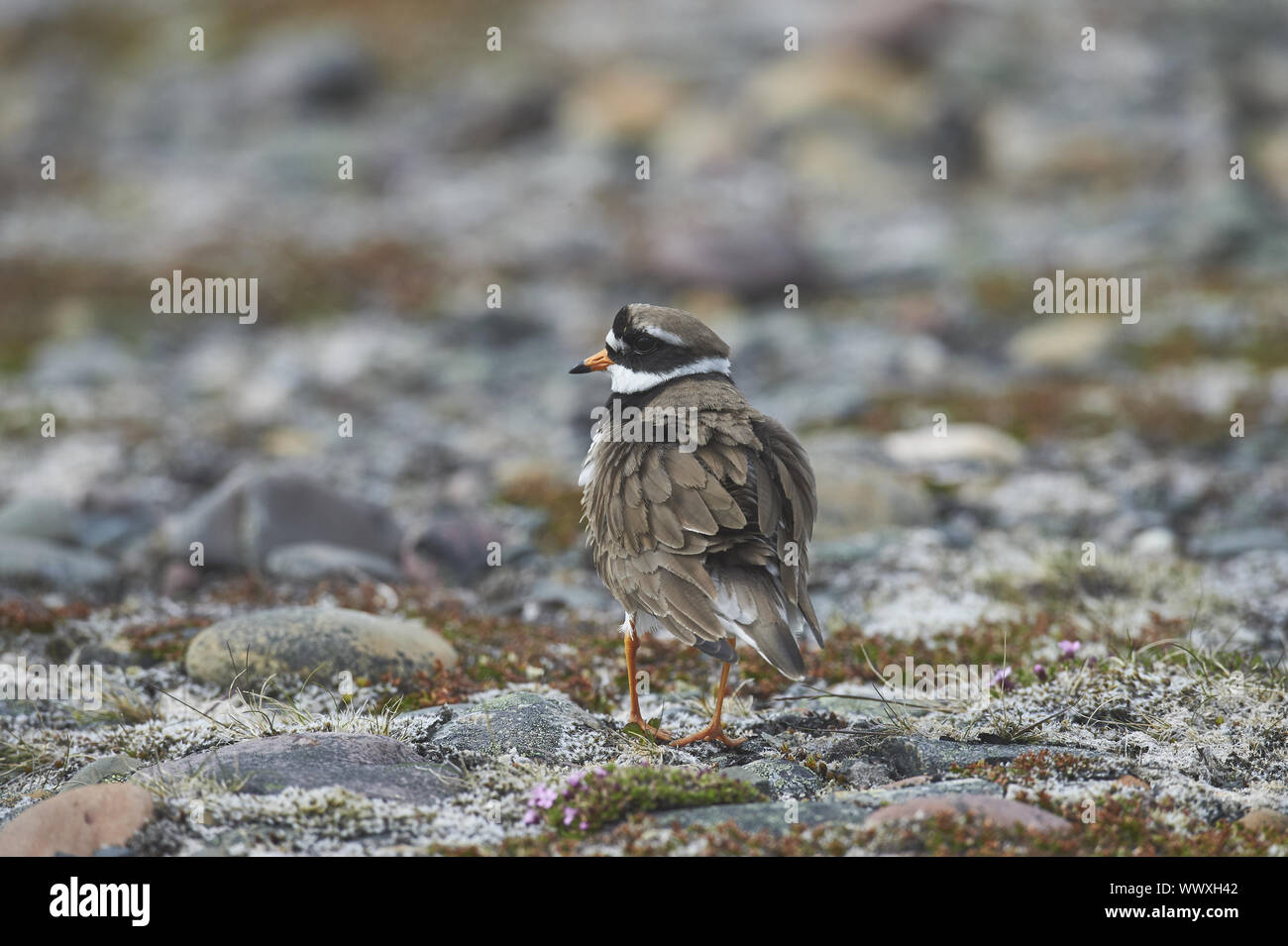 Common Ringed Plover Stock Photo - Alamy