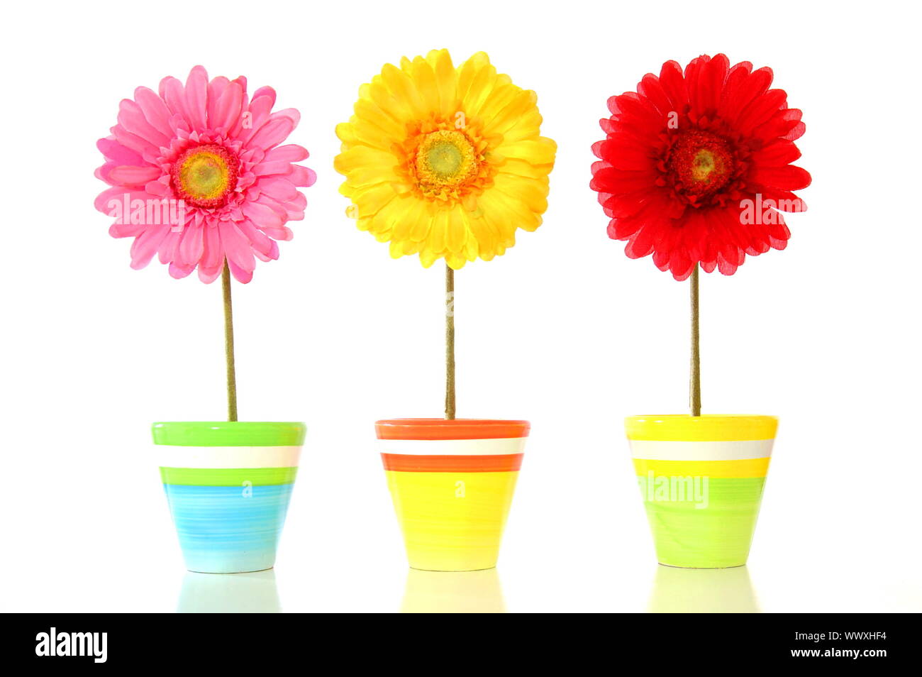 colorful spring flowers isolated on white background Stock Photo - Alamy