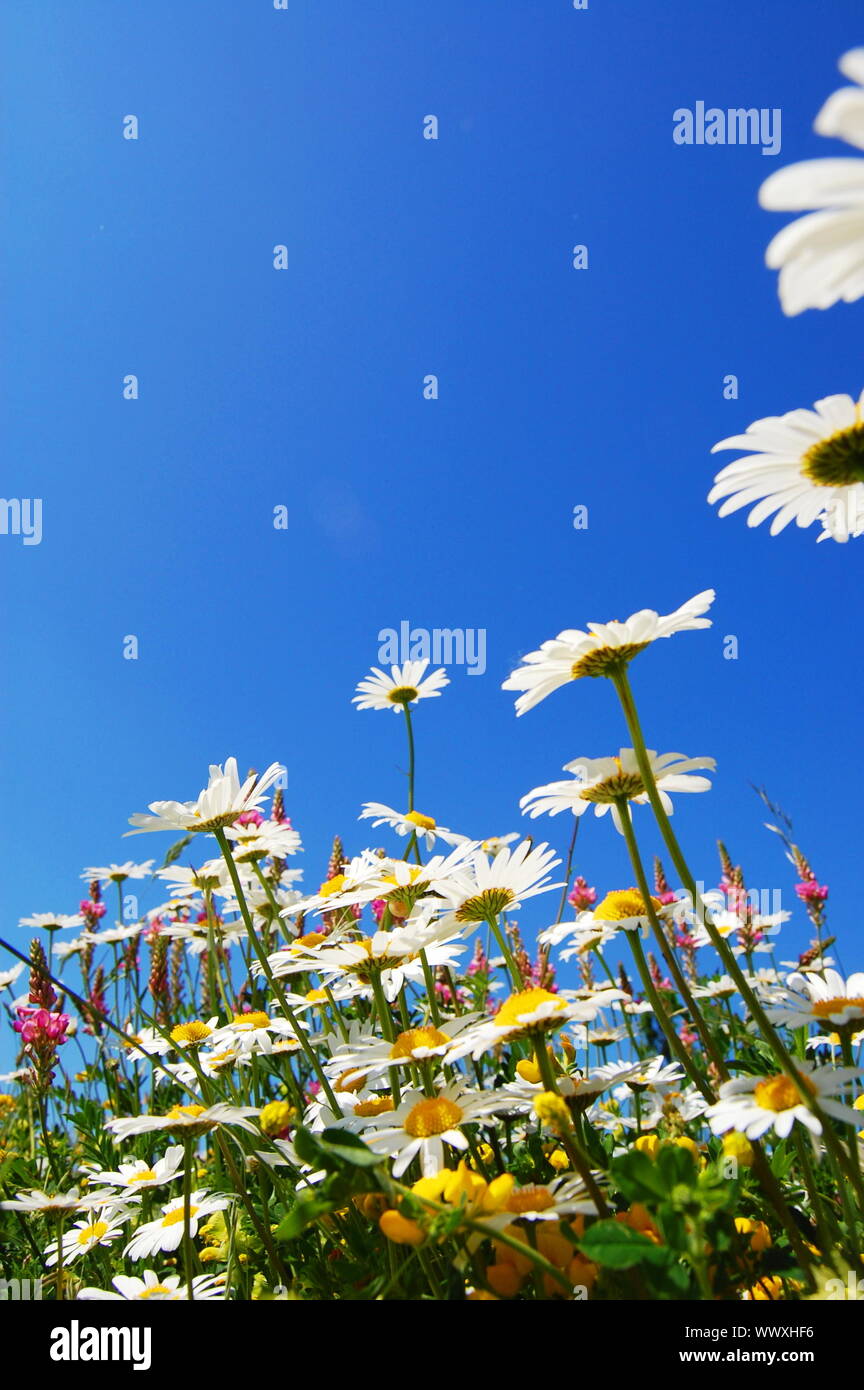 daisy flower in summer with blue sky Stock Photo - Alamy
