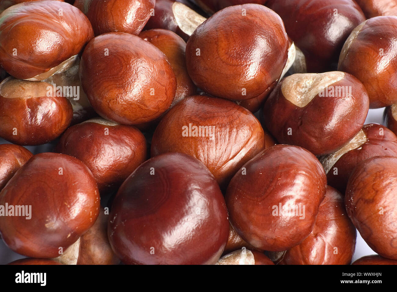 Large group of conkers all grouped together Stock Photo - Alamy