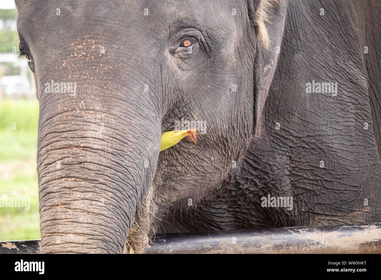 Elephant eats hi-res stock photography and images - Alamy