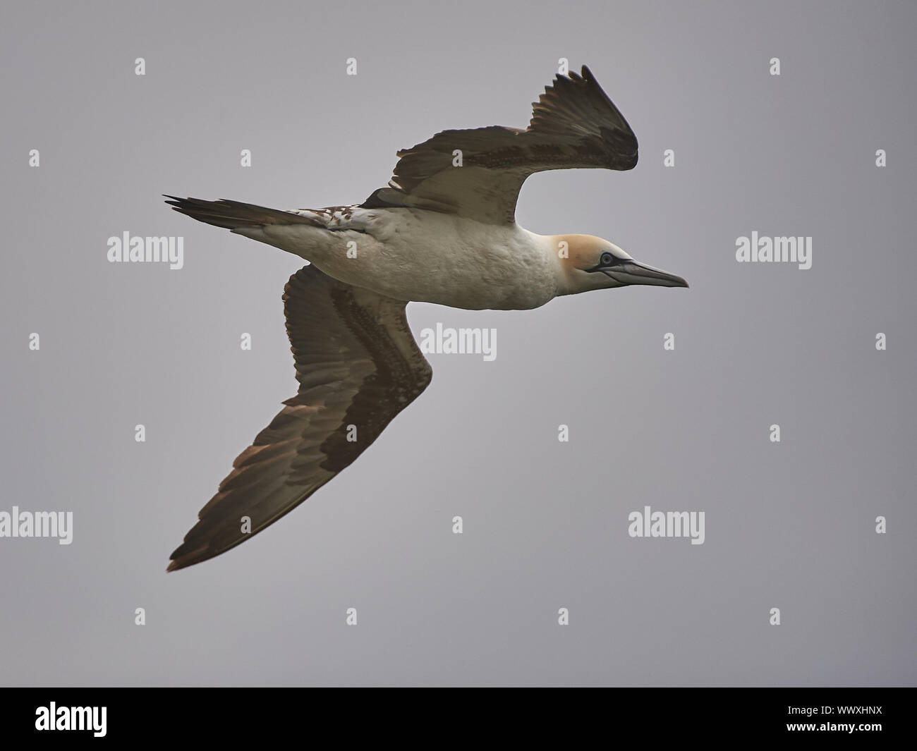 Northern ganne hi-res stock photography and images - Alamy