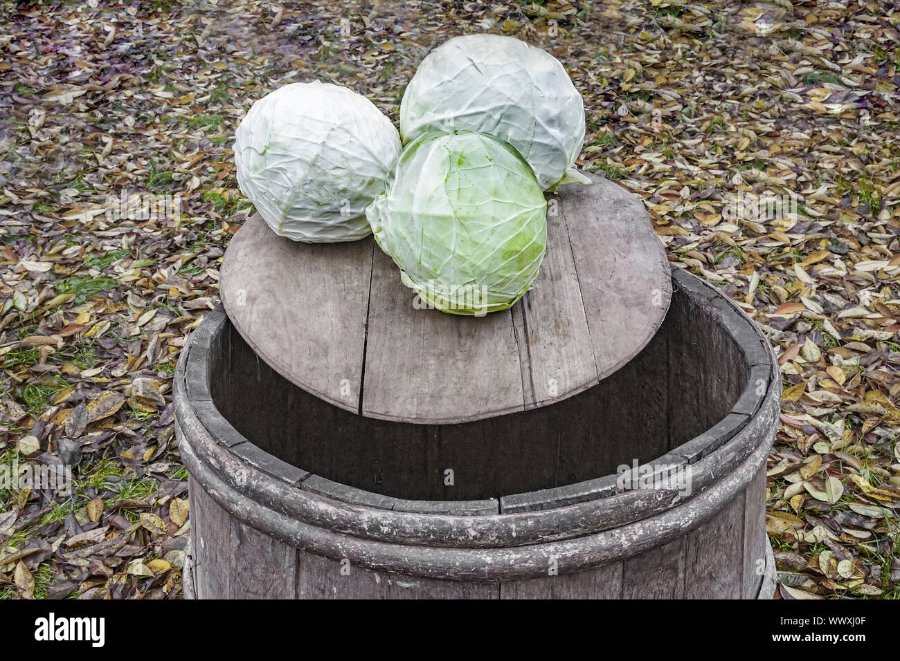 Oak barrel and cabbage on a background of autumn leaves Stock Photo - Alamy