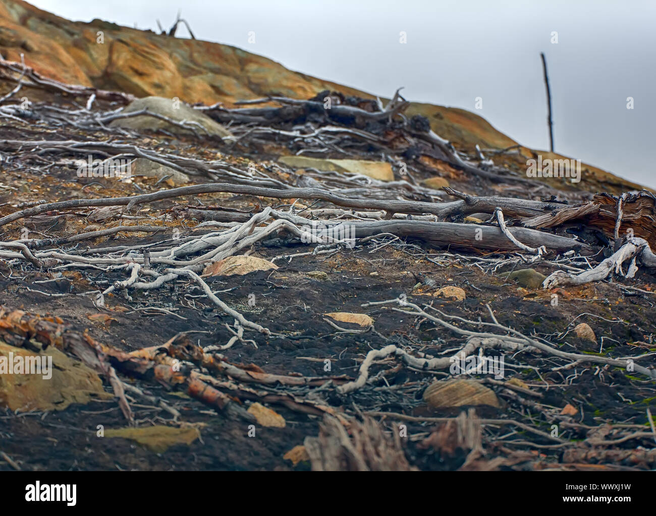 forest-tundra turned into desert after contamination of soil Stock ...