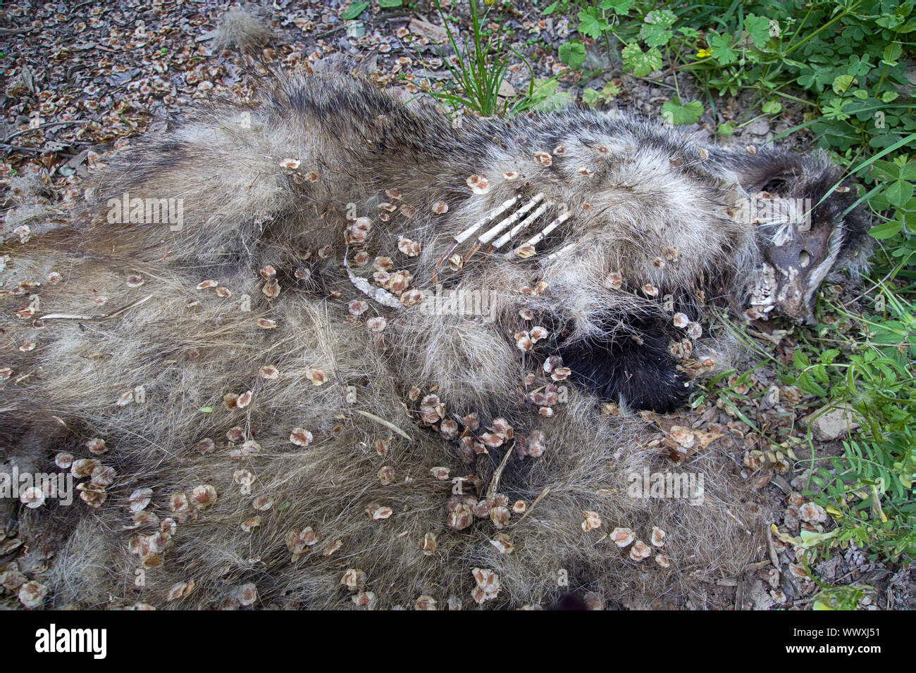 Semi decomposed hi-res stock photography and images - Alamy