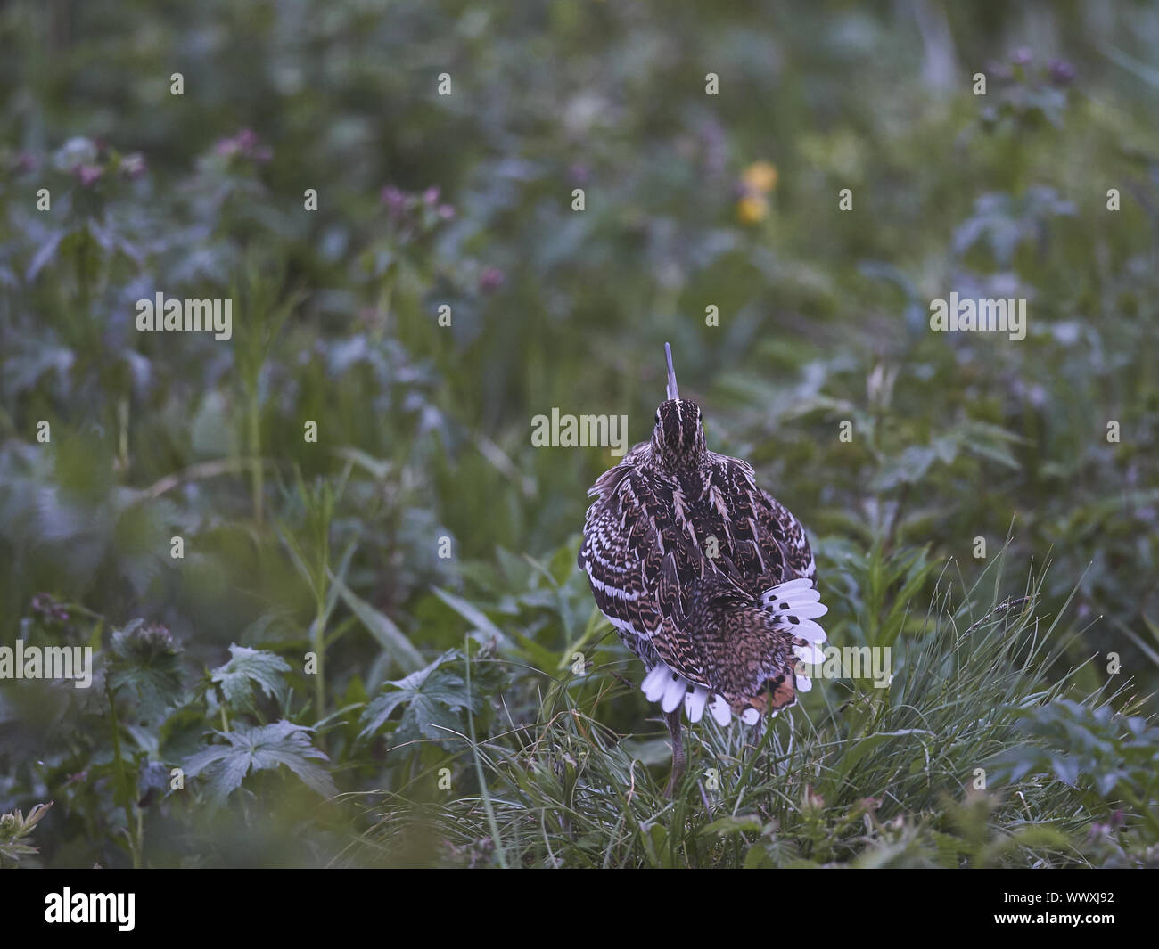 Great snipe hi-res stock photography and images - Alamy