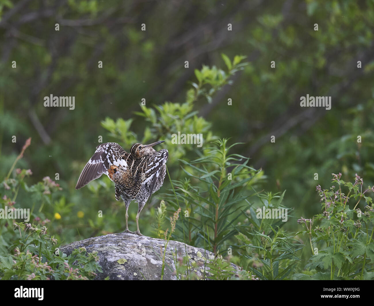 Great snipes hi-res stock photography and images - Alamy