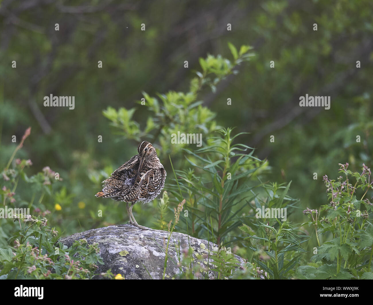 Wader animal hi-res stock photography and images - Alamy