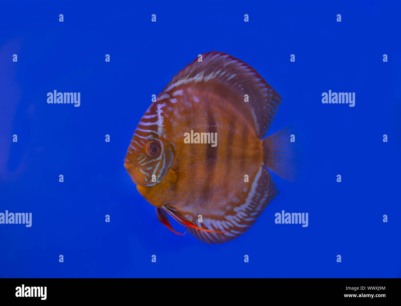 Wild brown discus fish on blue background Stock Photo - Alamy