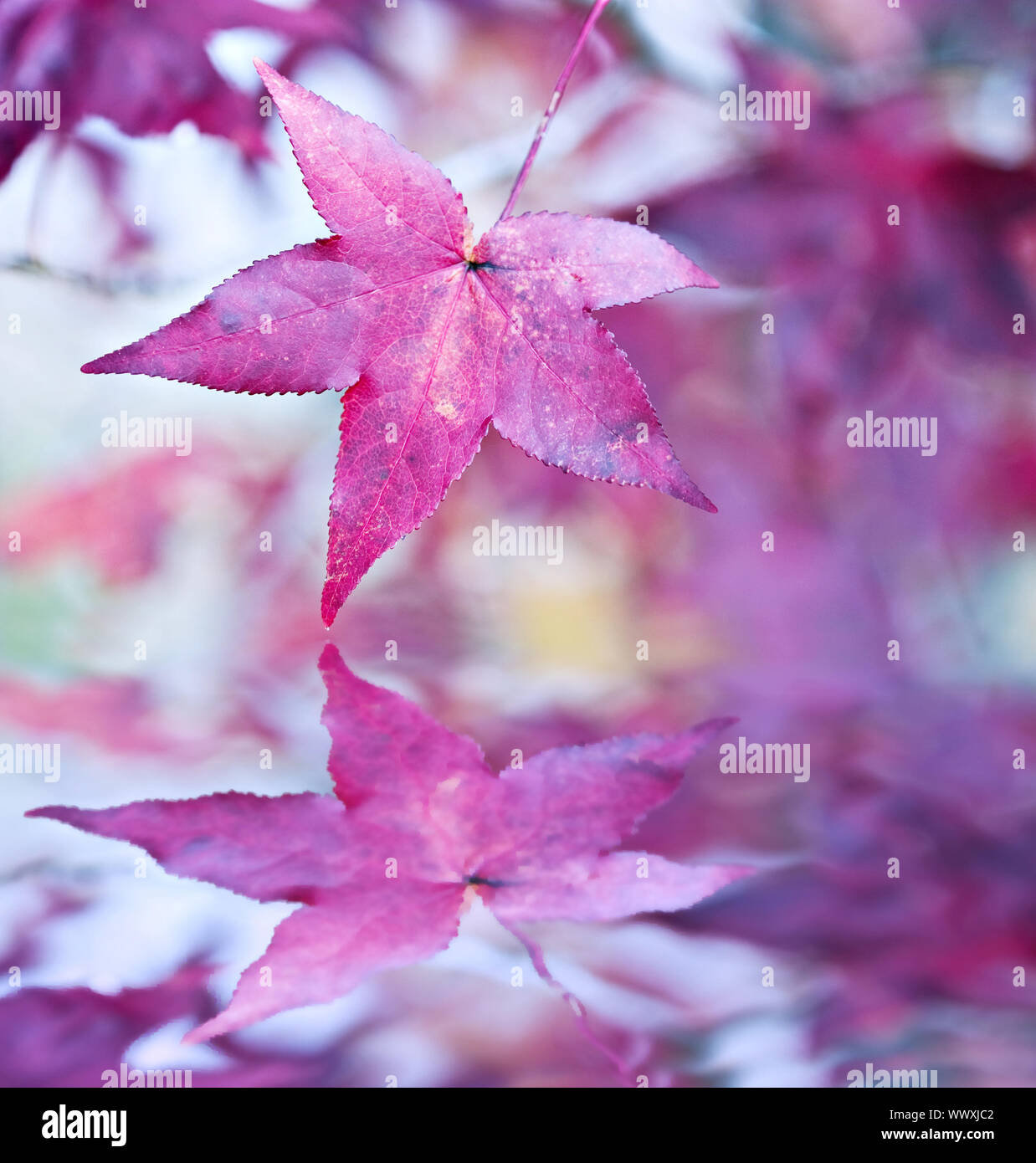 Star shaped sweetgum leaves hi-res stock photography and images - Alamy