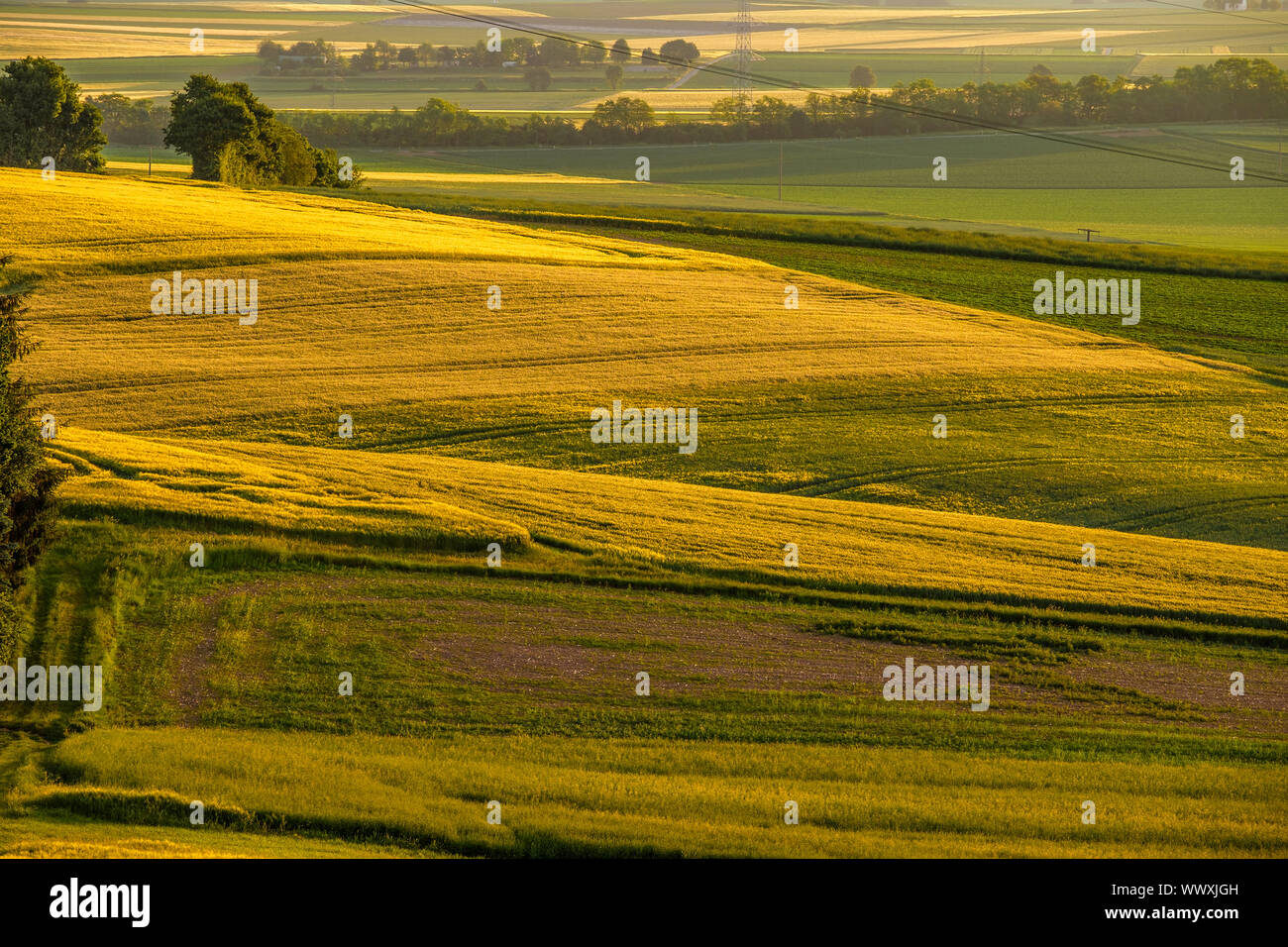 Rolling hills on sunset. Rural landscape. Green fields and farmlands ...