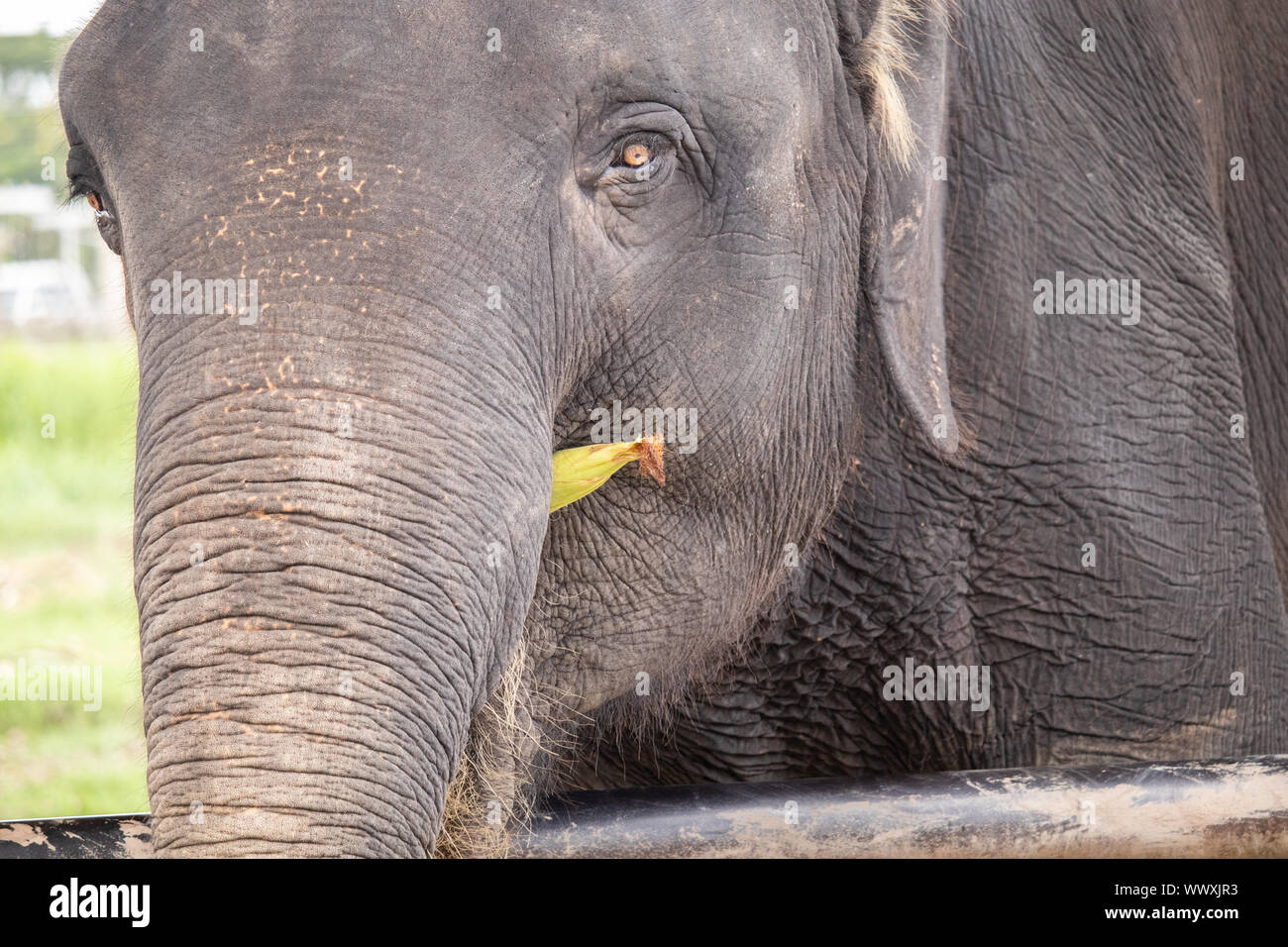 A captive elephant eats sweetcorn in Thailand Asia Stock Photo - Alamy