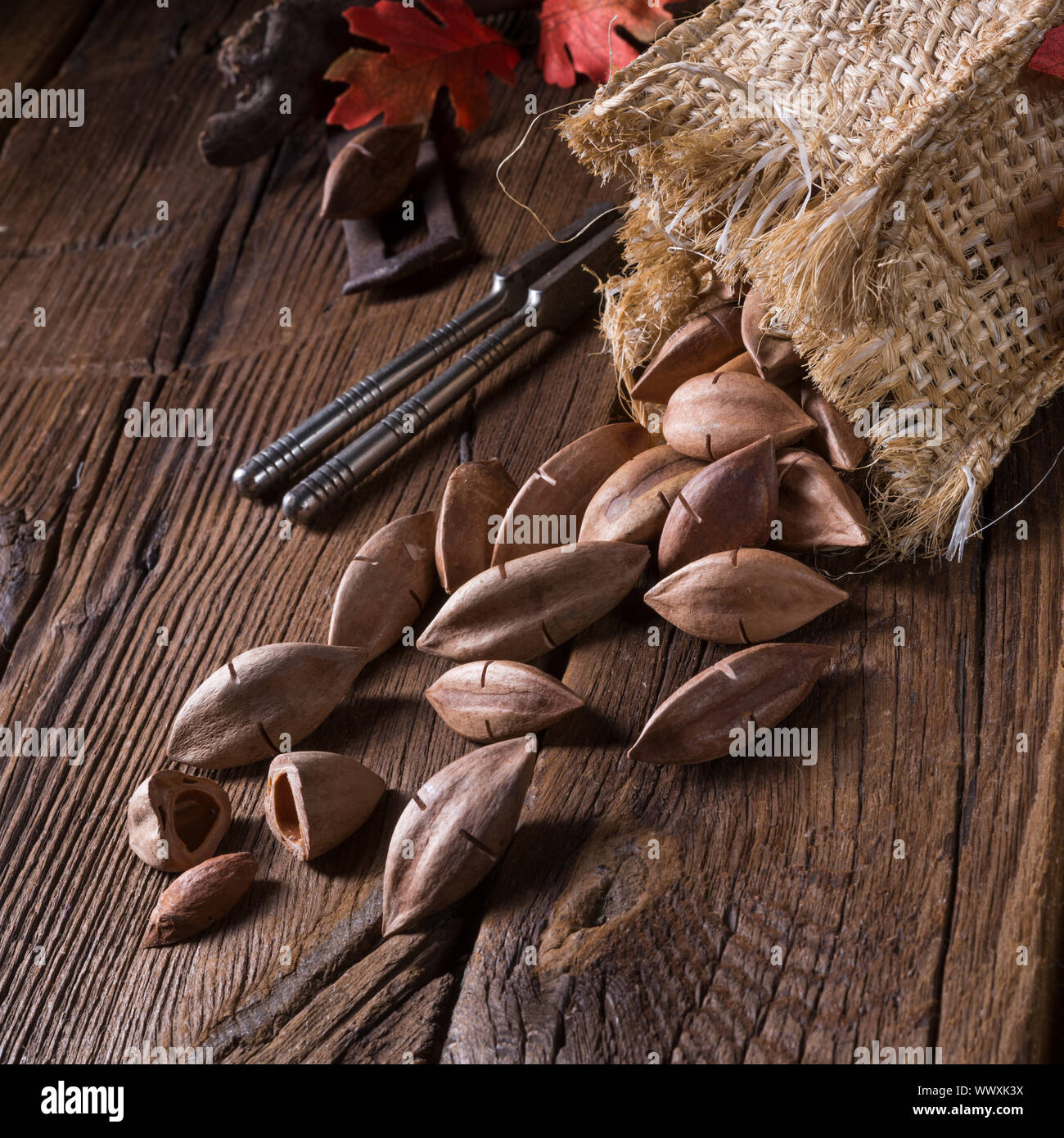 Canarium ovatum, commonly known as pili is a species of tropical tree ...