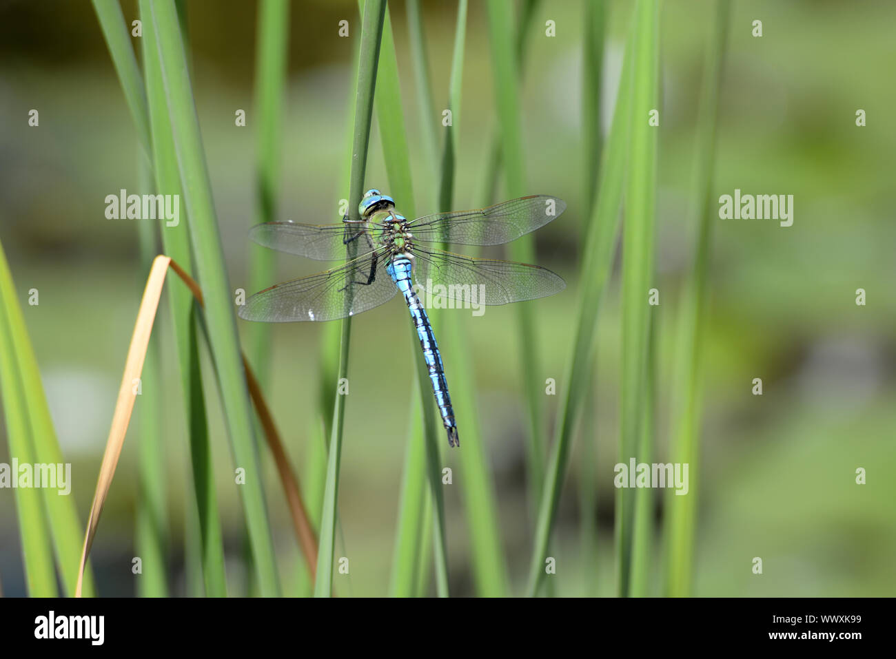 Great King Dragonfly Stock Photo - Alamy