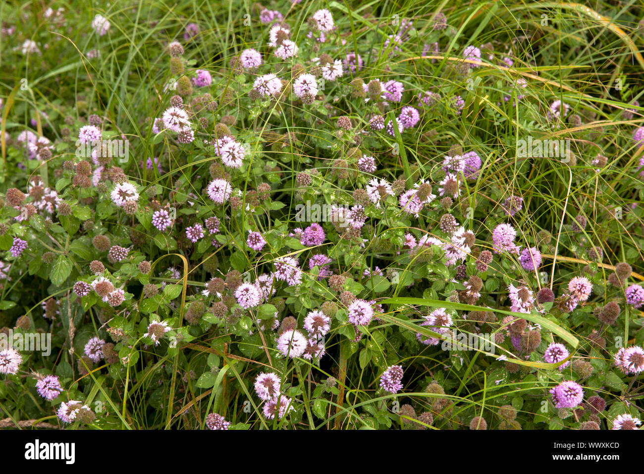 water mint (lat. Mentha aquatica) in the nature park Oranjezon near ...