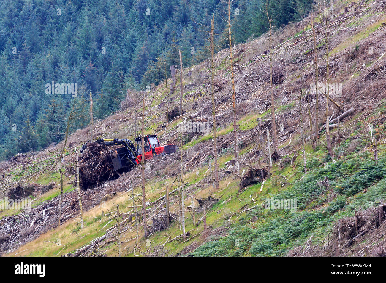 MOFFAT, SCOTLAND - AUGUST 15, 2019: Forestry machine working on a steep ...