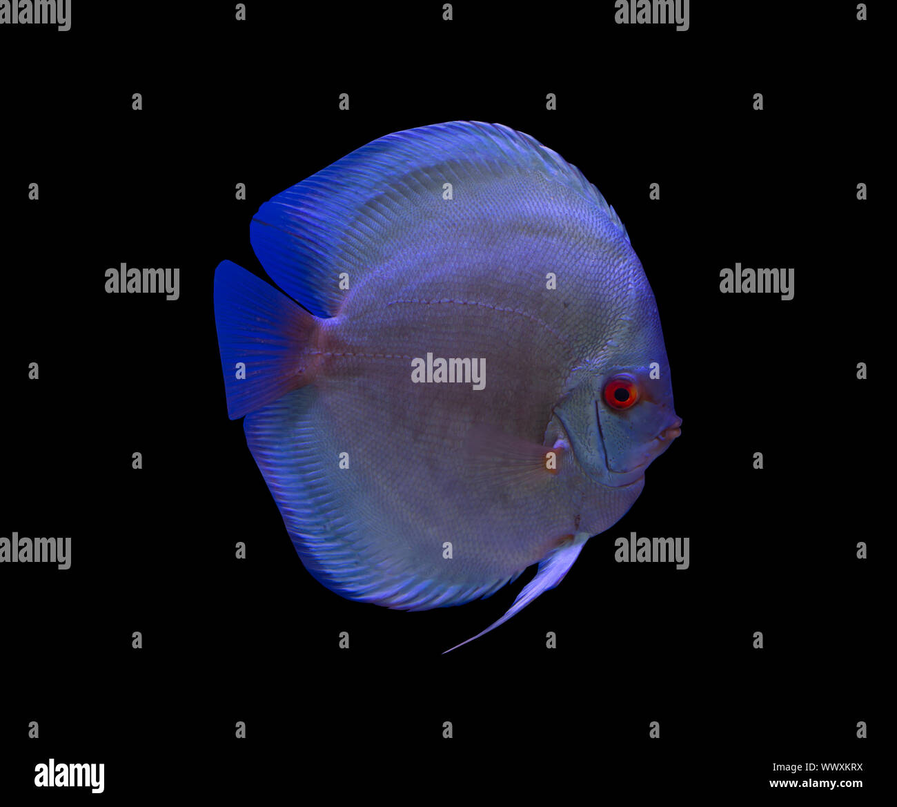Blue diamond discus fish on black background Stock Photo - Alamy