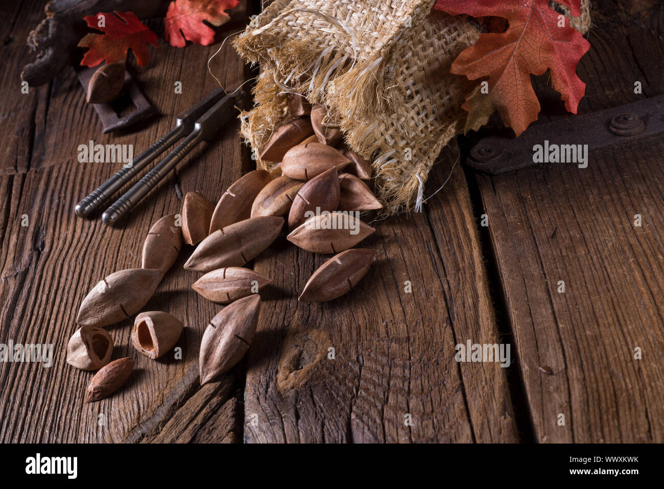 Canarium tree hi-res stock photography and images - Alamy