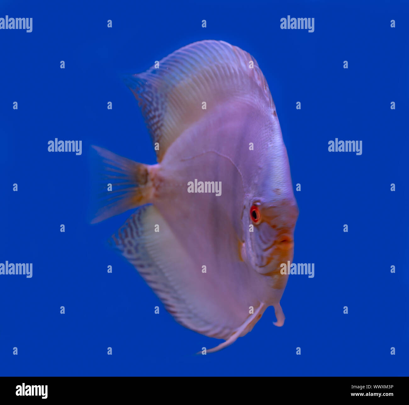 Blue diamond discus fish on blue background Stock Photo - Alamy