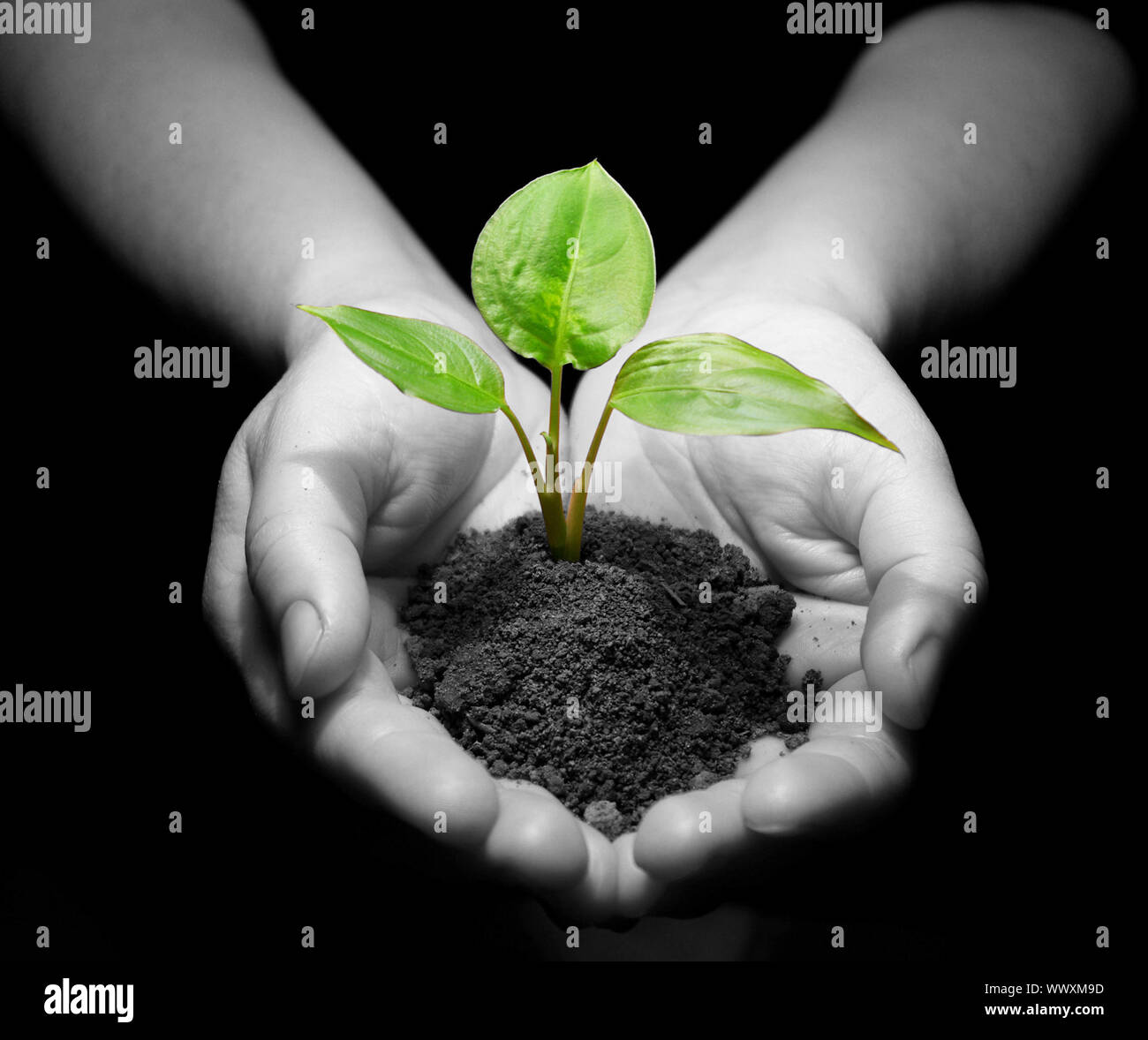 Hands holding sapling in soil Stock Photo - Alamy