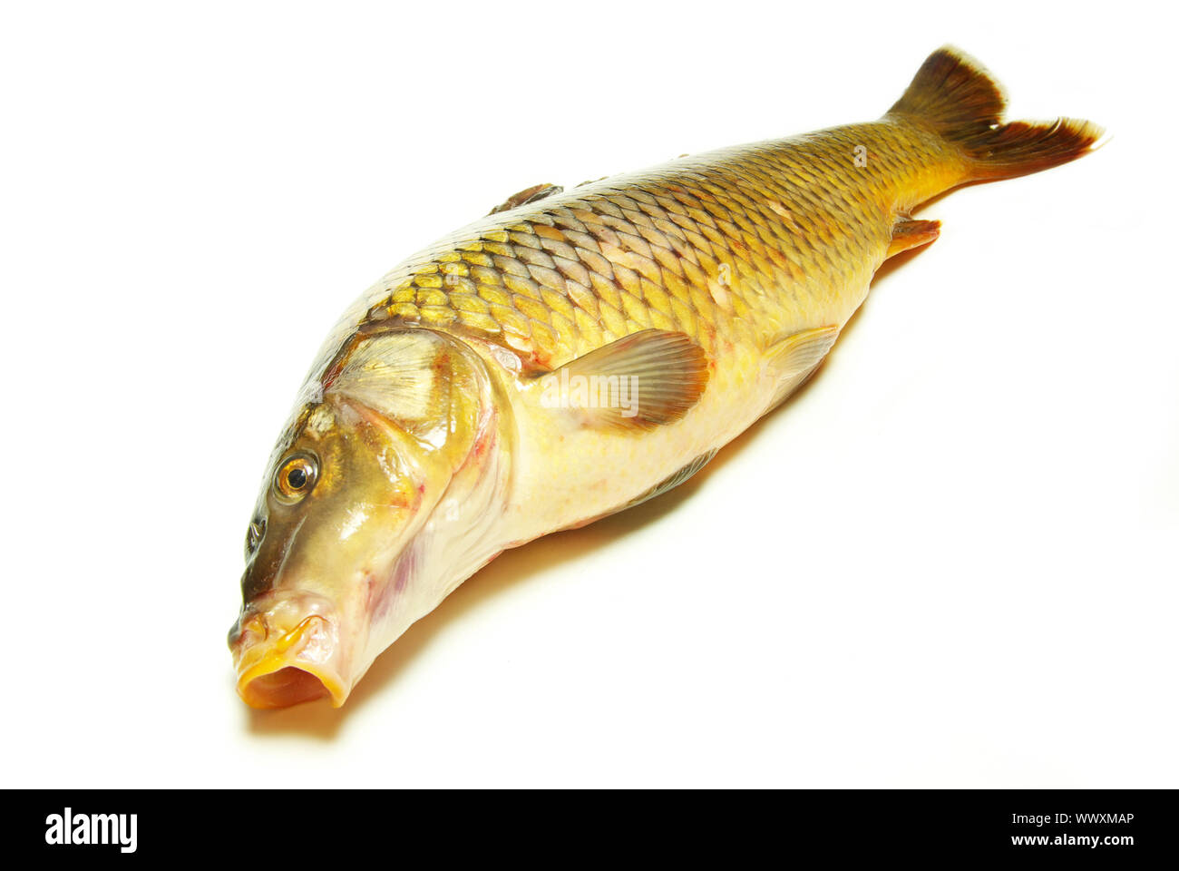 carp isolated on white background Stock Photo - Alamy