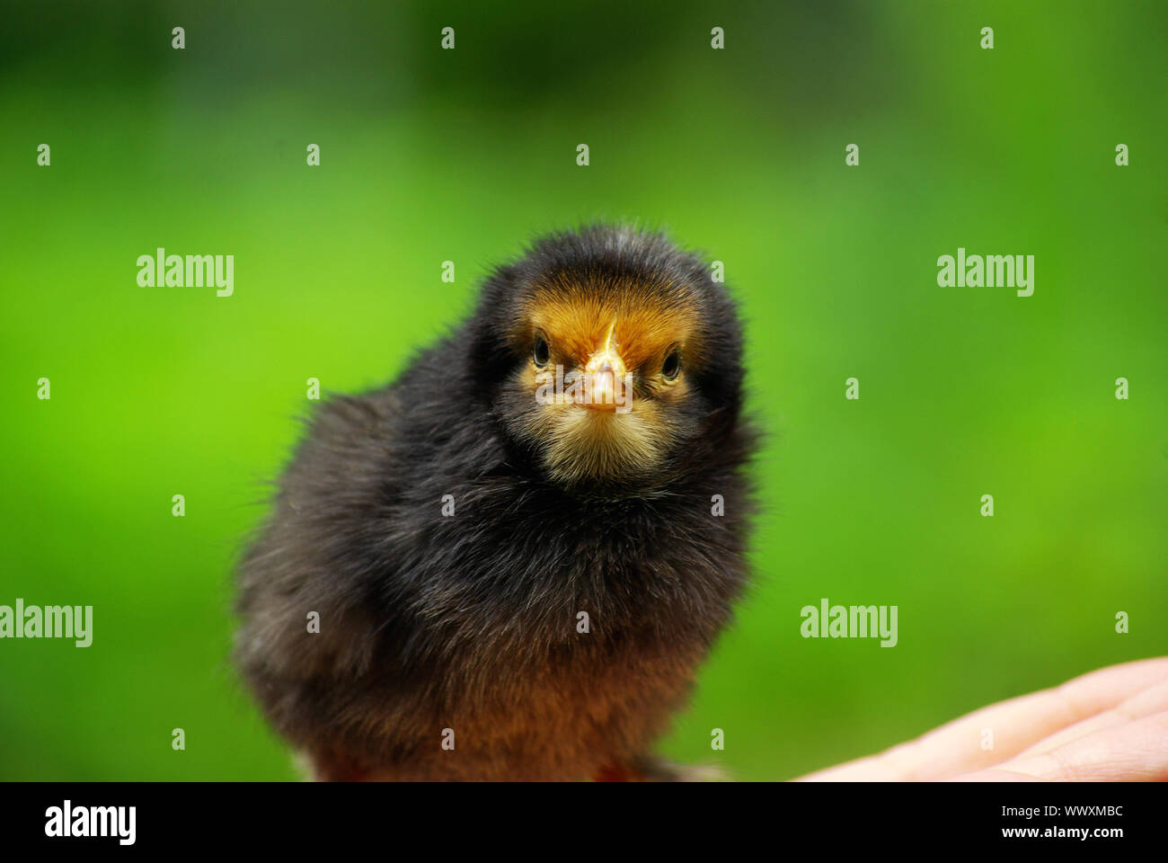 Hand hold caring for a small chicken Stock Photo - Alamy