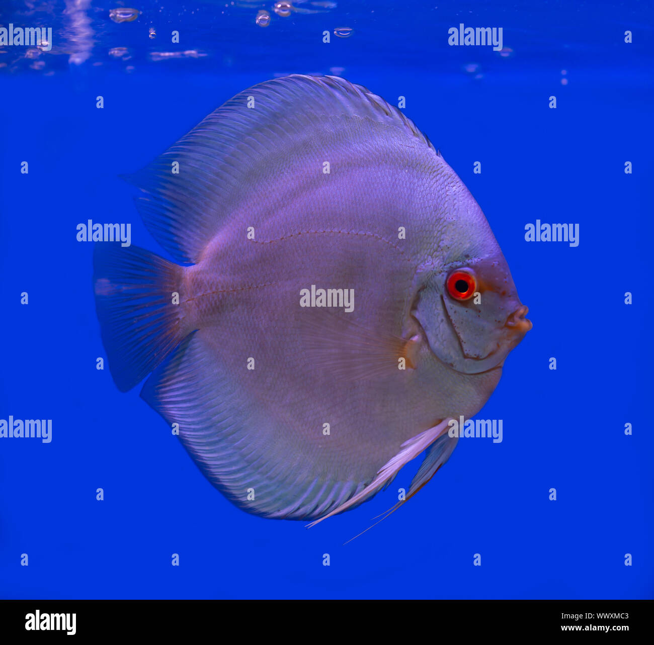 Blue diamond discus fish on blue background Stock Photo - Alamy