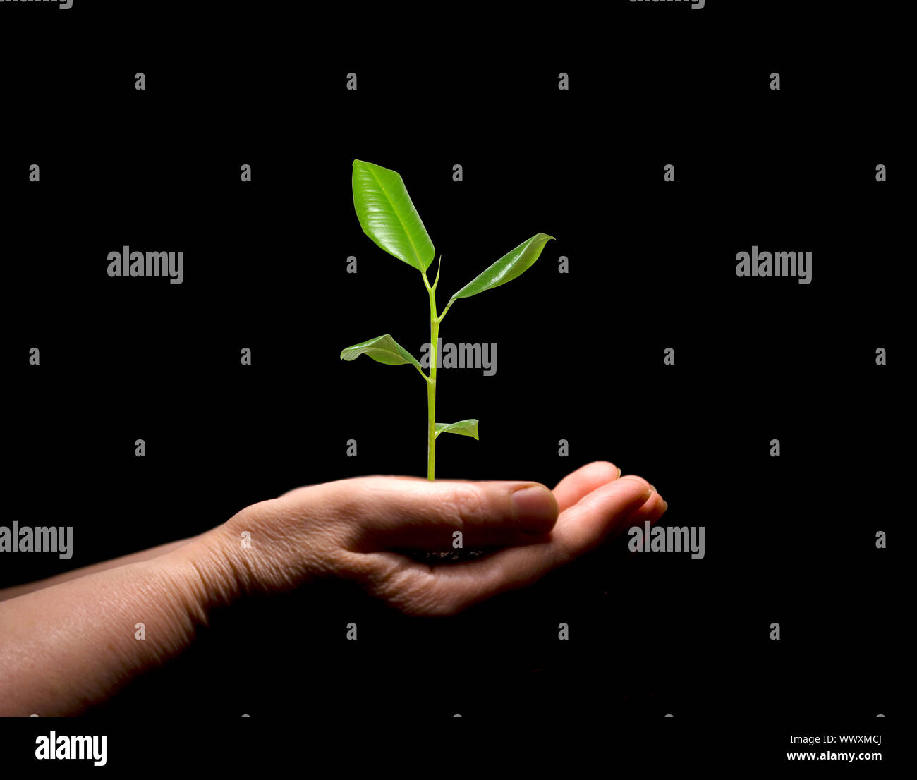 Hands holding sapling in soil Stock Photo - Alamy