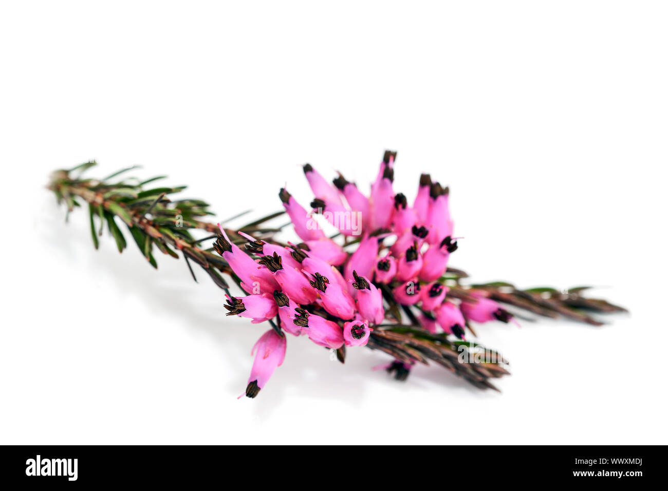 Purple heather flowers isolated on white background Stock Photo - Alamy